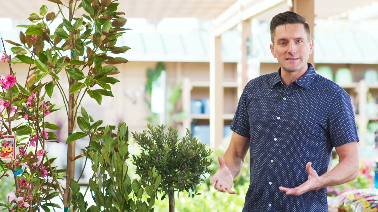 SDGE Tree Rebate Program