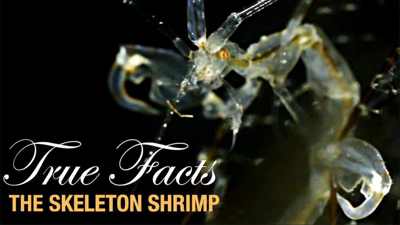 True Facts: The Skeleton Shrimp