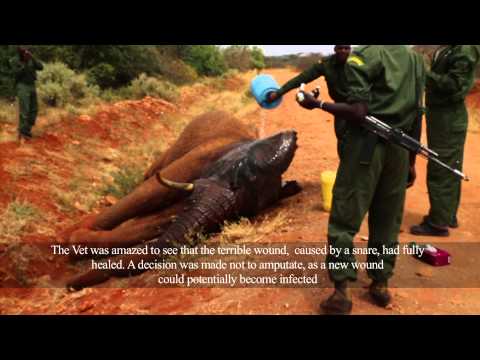 SkyVets in action - Kilaguni - DSWT | Sheldrick Trust