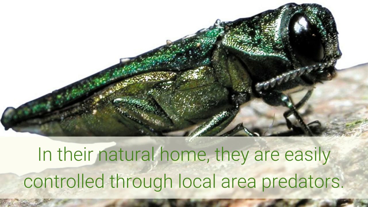 Stein Tree Service offers Tips on Identifying and Treating the Emerald Ash Borer in Delaware