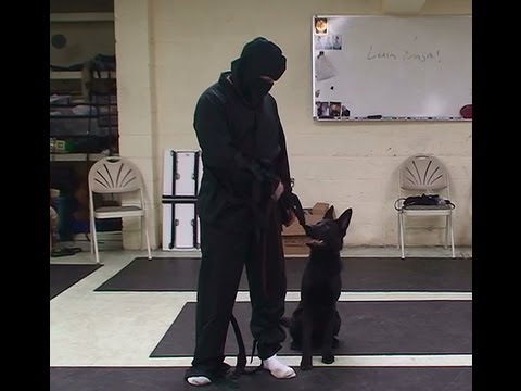 Intro to Escape Conditioning in Obedience 5.0 - DogTraining.World
