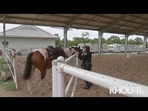HPD recruits new horse to mounted patrol | Meet Matilda