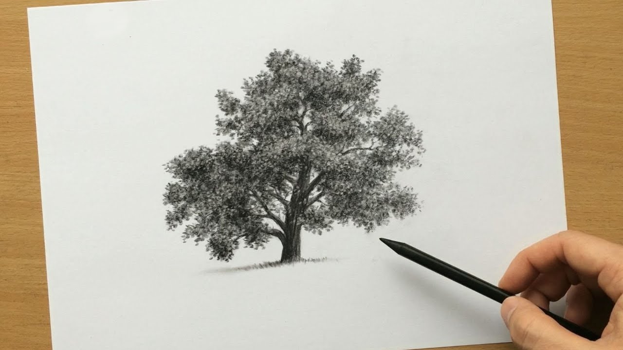 How to Draw a Tree in Charcoal