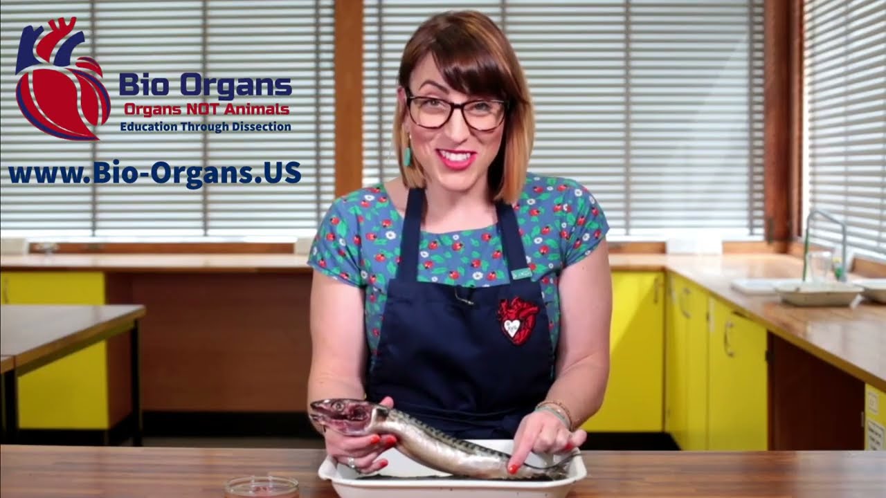 Fish Dissection - Bio-Organs.US