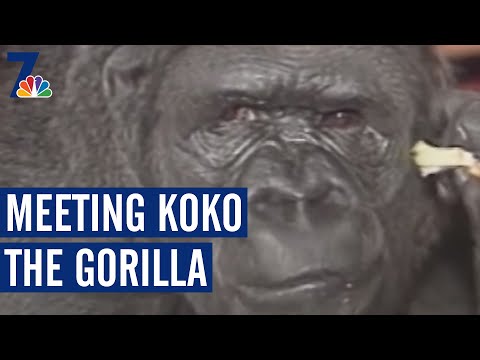 A Visit With Koko (1990) | NBC 7 San Diego