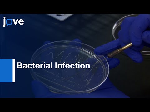 Bacterial Infection and Immune Defense Phenotypes in Fruit Fly | Protocol Preview