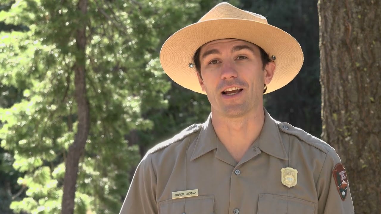 Giant Sequoias - Yosemite Nature Notes - Episode 34