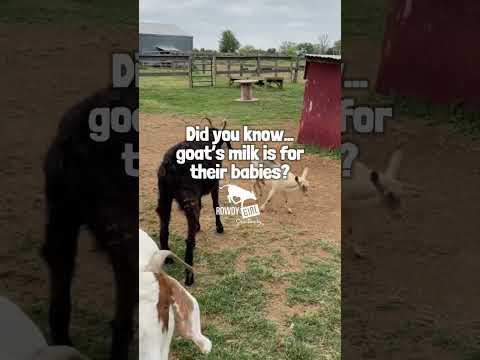 The Truth About Goatβs Milk: It Belongs to Them | Rowdy Girl Sanctuary
