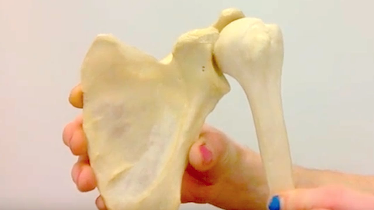Left or Right? siding a SCAPULA