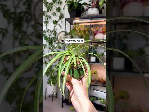 🪴 Chlorophytum comosum (spider plant)