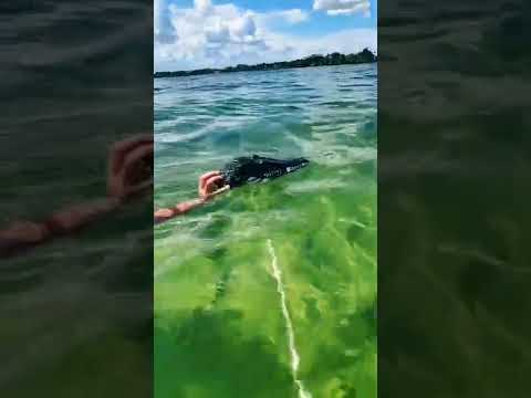 Tinha um JACARÉ GIGANTE no lago onde estávamos! #shorts