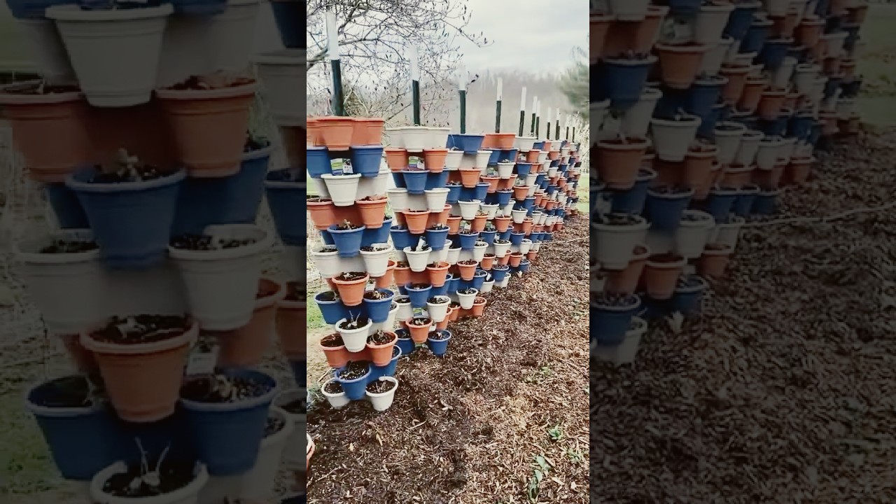 Strawberry Towers using Dollar Tree planters. Follow to see the results.