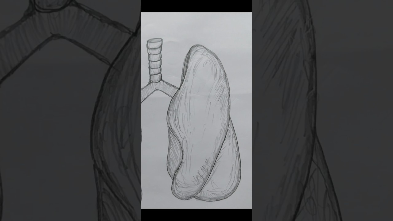 Tuberculosis Vector Art #lungs #drawing #shorts