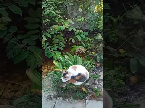 Highlight 0:00 – 3:59 from Time Machine Cats !!!! Longest Daily Cat's Story
