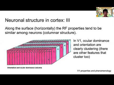 Properties of the primary visual area (V1) and consciousness