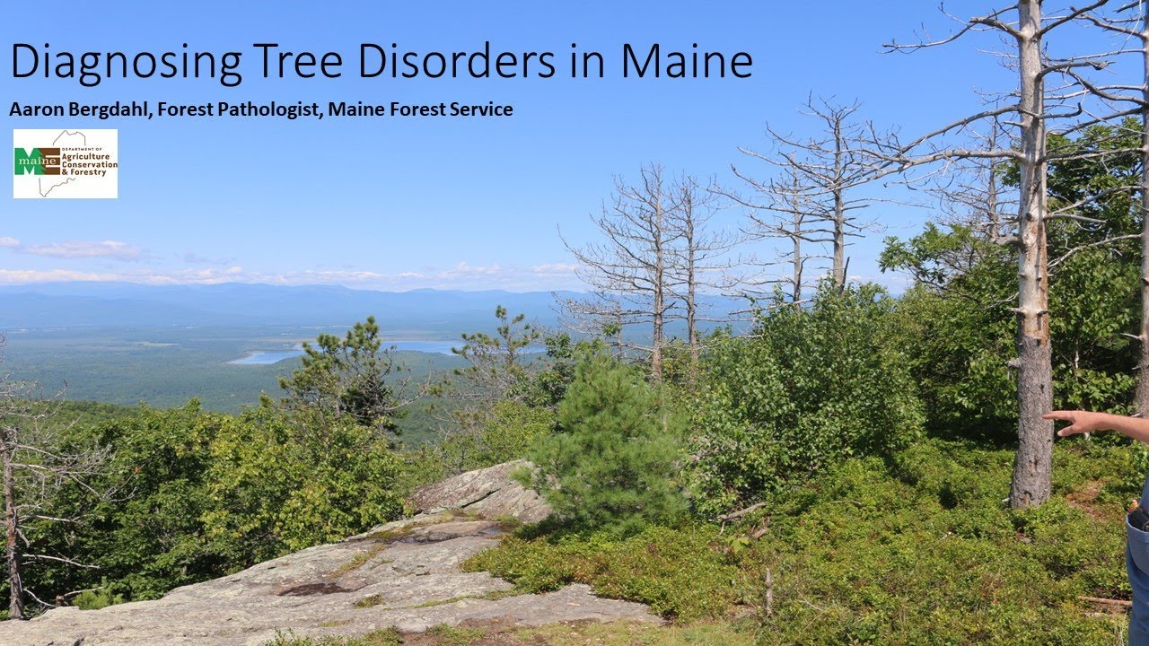 Diagnosing Disorders in Trees