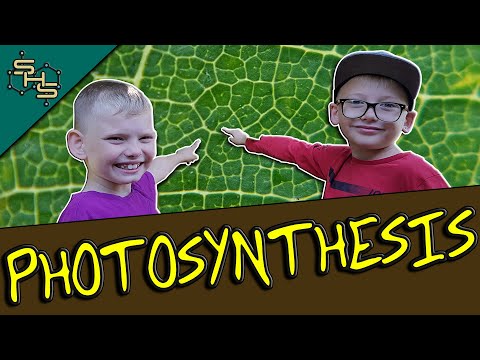 What Is Photosynthesis For Kids - Science Vlog