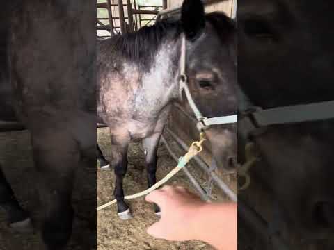 Halter breaking weanlings, lesson one and two.