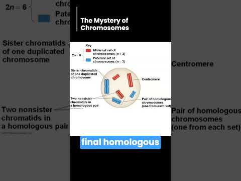 Chromosomes: Homologues or Sister Chromatids?