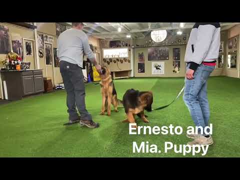 Ernesto vom Essweller Tal of Mittelwest German Shepherds