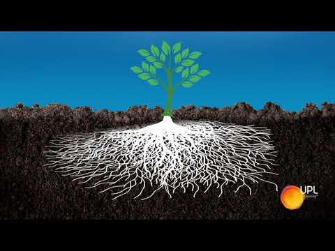 UPL Insecticides - Ulala Insecticide Latest Price, Dealers & Retailers ...