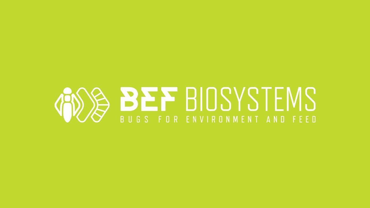 BEF introduction