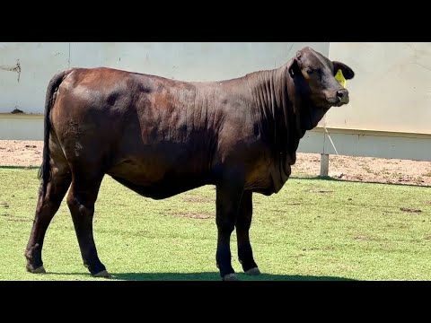 Beefmaster Cross - J&J Cattle Co