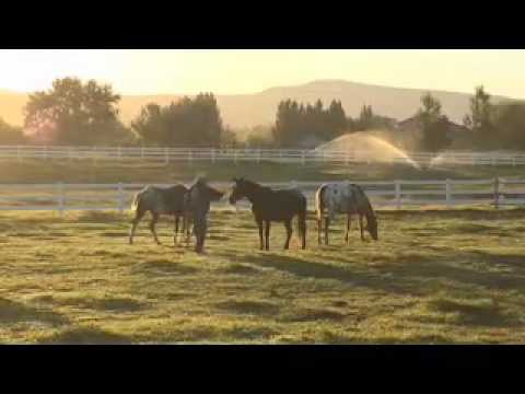 Reason to Love Idaho #27: The Appaloosa