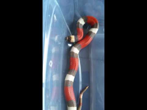 Milk snakes spring 2016