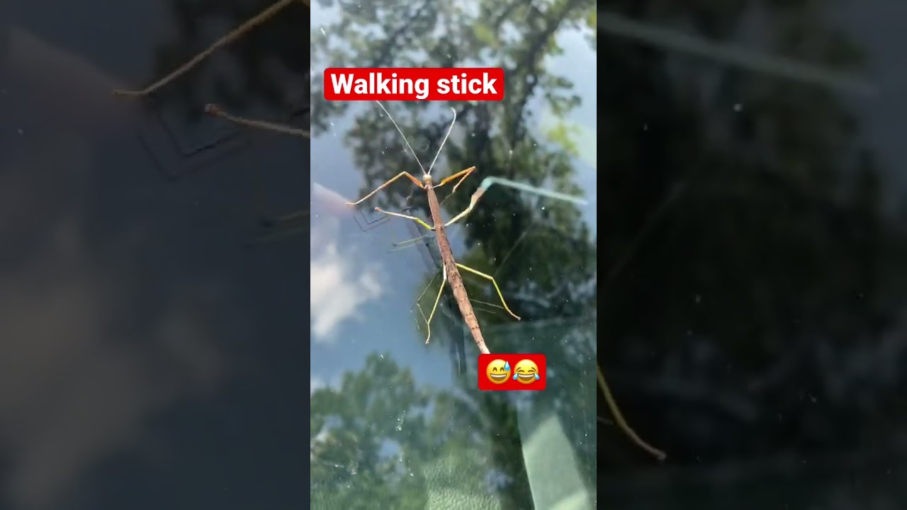 Walking stick puts on a show friendly bugs stick insect bugs life laugh jokes funny humor haha Lolz