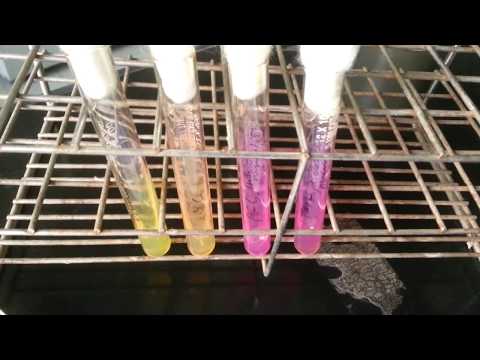 Urea Hydrolization/ urea /urease Test of bacteria