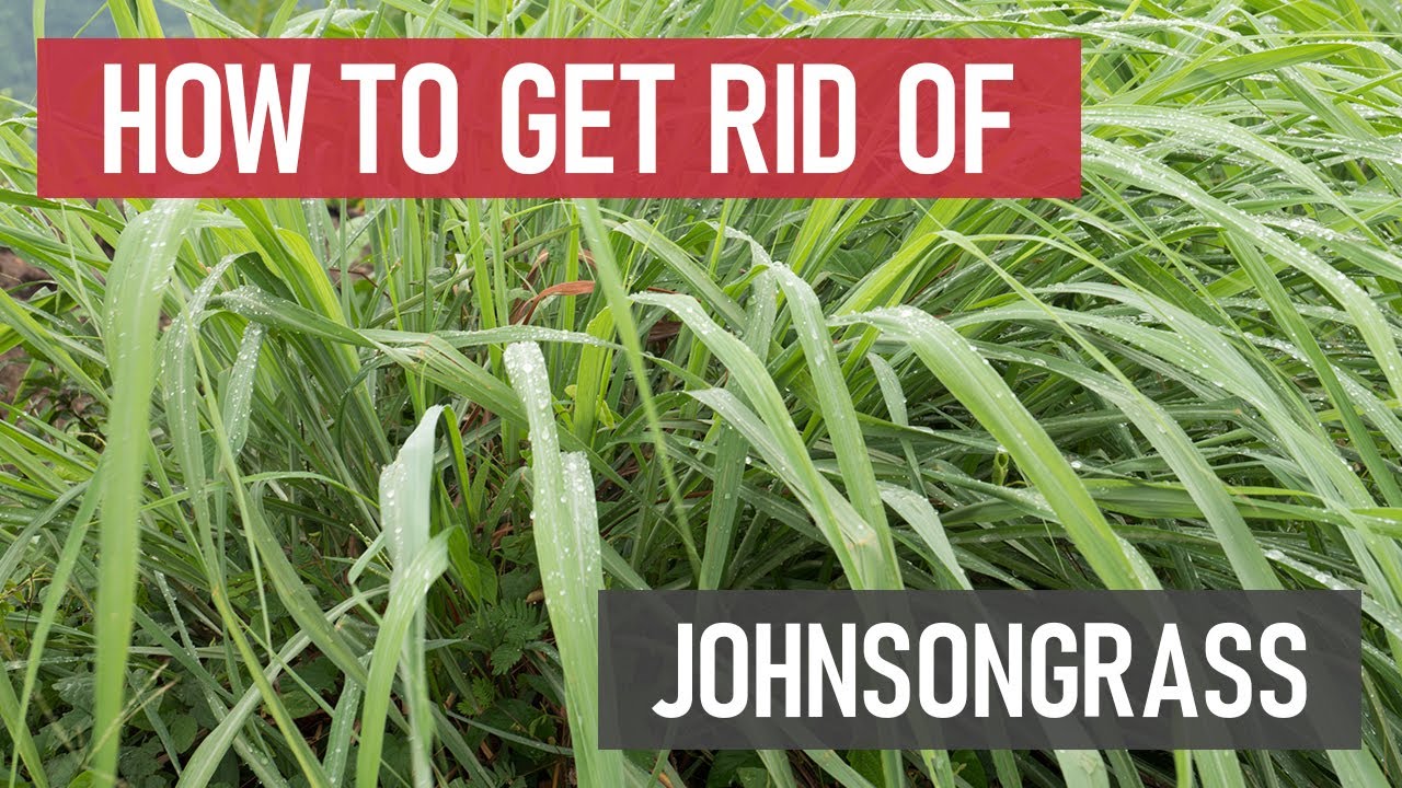 Johnsongrass Control: How To Get Rid of Johnsongrass | DIY Johnsongrass ...