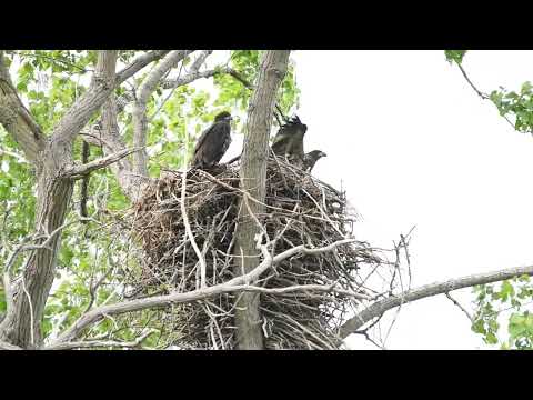 Fledgling Bald Eagles!