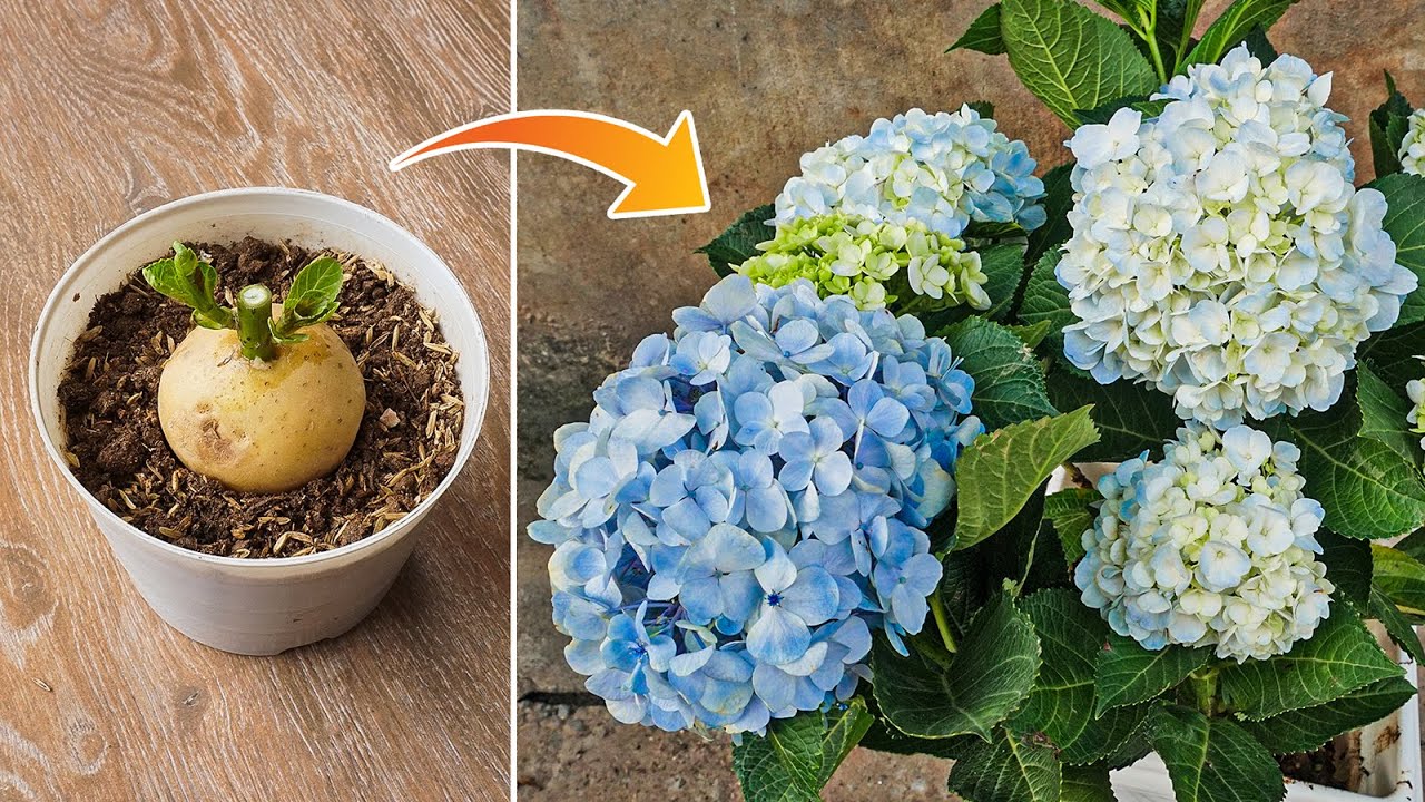 Methods propagate hydrangeas with potatoes for fast rooting | Growing hydrangeas in potatoes