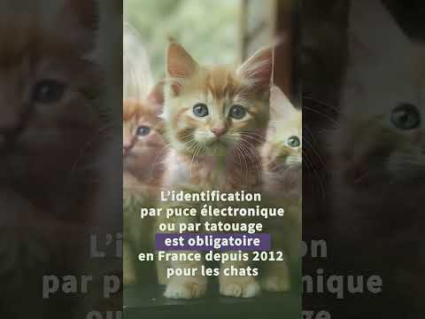 Connaissez-vous ces faits sur l'identification de votre chat ? 🐈