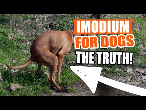 IMODIUM for DOGS: ๐ถ๐Uses, Dosage and Side Effects