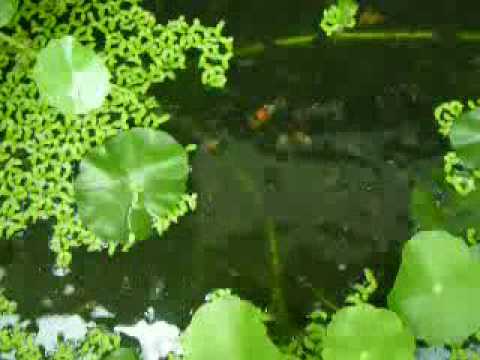 魚群B201004