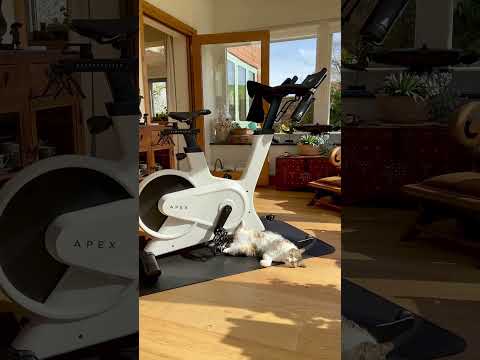Leopold's Ultimate Cat Nap: Exercising His Right To Sleep