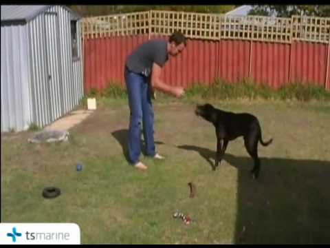 Why adopt a pet from the RSPCA?