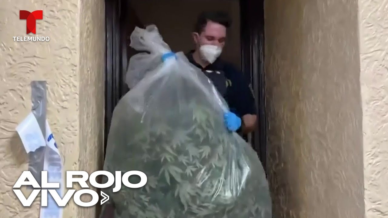 Autoridades encuentran un enorme cultivo de marihuana en Nueva York