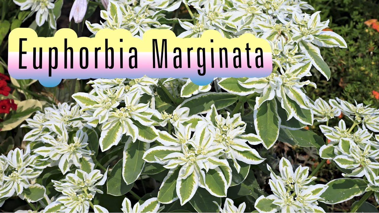 EUPHORBIA MARGINATA - Snow on the mountain plant