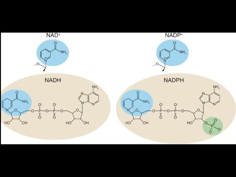 NADPH: Definition, Mechanism, and Function