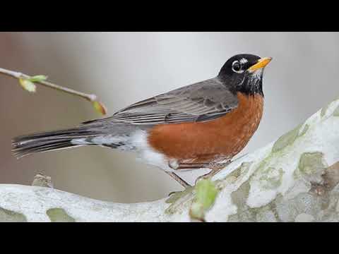 yt5s com American Robin Bird Sound, Bird Song, Bird Call, Bird Calling Chirps, Listen Birds Chirping