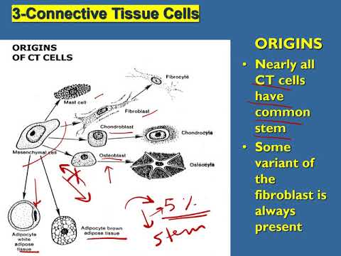 Veterinary histology of the Connective tissue 2021