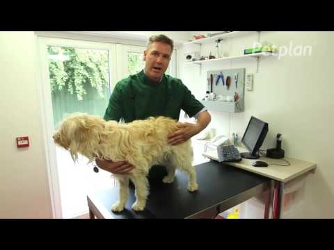 Pet Dog Body Score Conditioning
