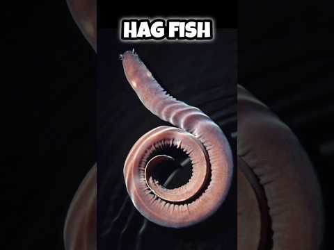 Weird Animals You Must Know #weirdanimalfacts #weird #animals #shortvideo #facts