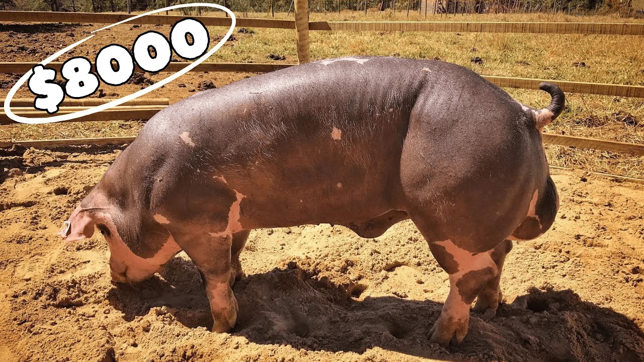 Why is the PIETRAIN breed the most EXPENSIVE pig breed in the WORLD?