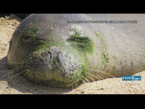 Neighbor Island News: monk seal relocated to Hawaii Island, Maui police assists needy, continued roa