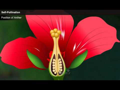 Self Pollination [Year-2]