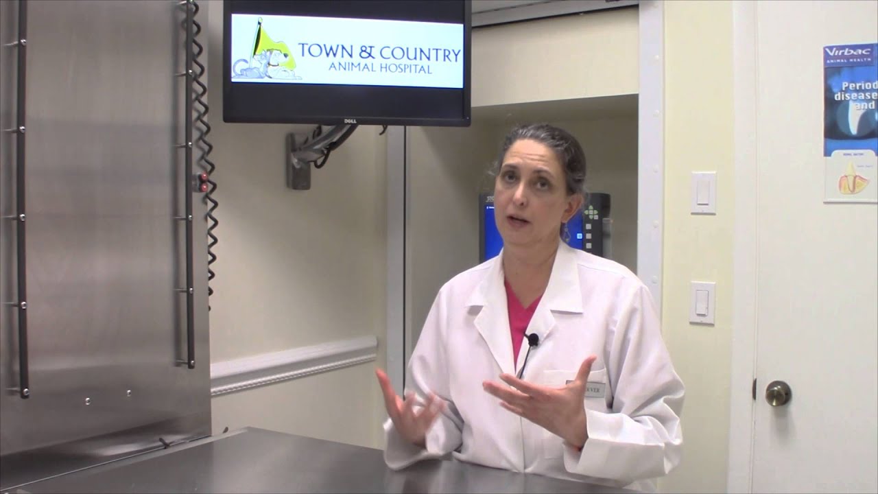 Types of Canine breeding